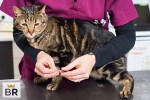 5 Best Dewormers for Cats - Apr. 2025 - BestReviews